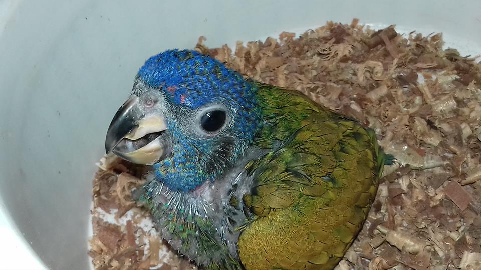 Curica azul - www.avesilvestre.com.br