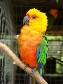 Jandaia verdadeira - www.avesilvestre.com.br