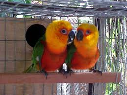 Jandaia verdadeira - www.avesilvestre.com.br