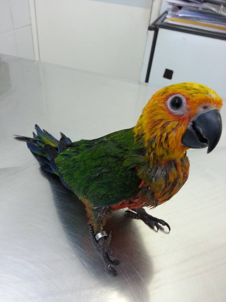 Jandaia verdadeira - www.avesilvestre.com.br