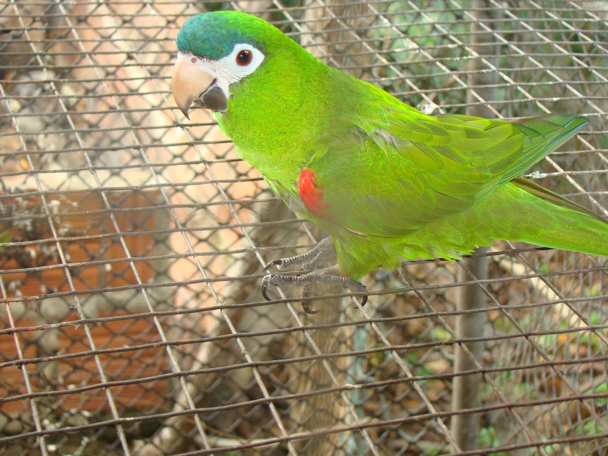 Ararinha nobre - www.avesilvestre.com.br